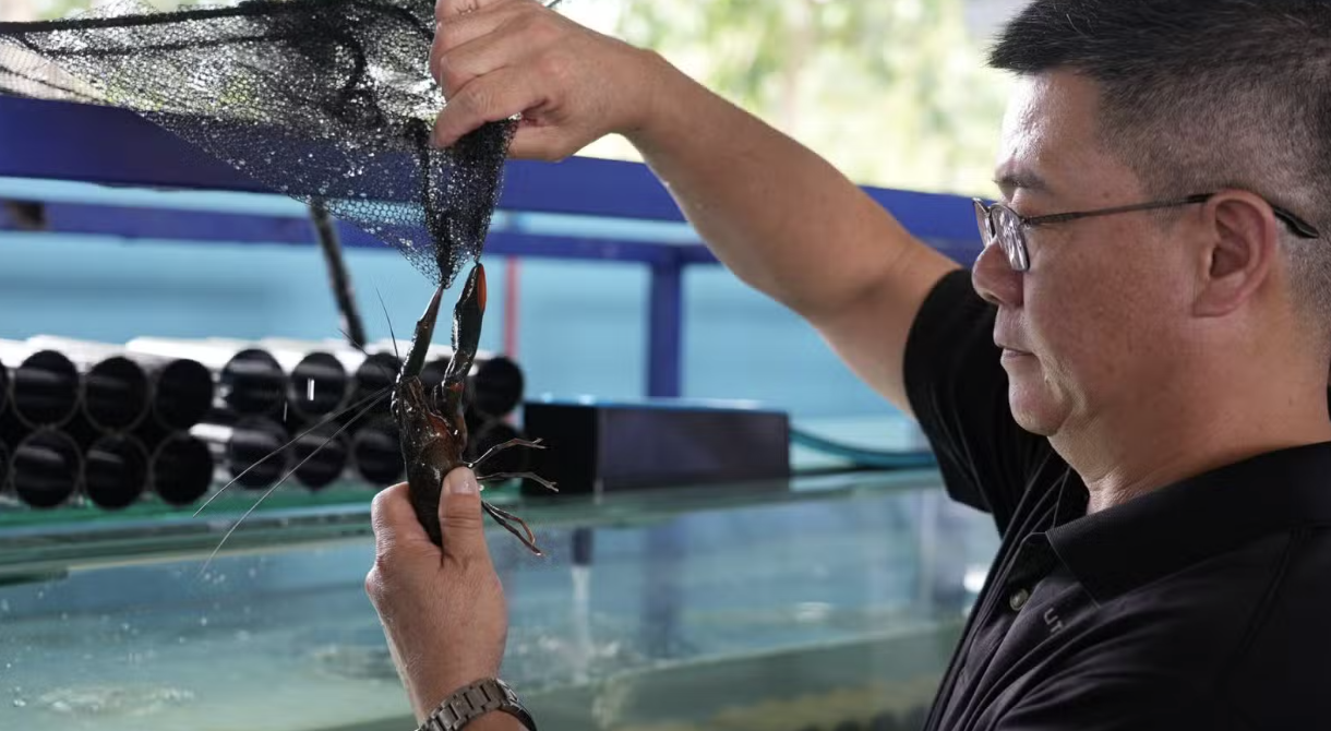 Philippines Opens Its Largest Crayfish Nursery in Pampanga – Negosyante ...